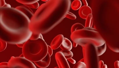 Función de los Glóbulos Rojos: Qué Debes Saber